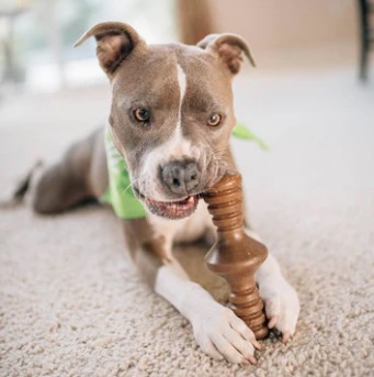 Benebone - Bacon Zaggler - Medium - Cosmo's Dog Bakery Retail