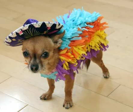 Fun Pet - Perro Pinata - Pequeno Dog Toy - Retail Store